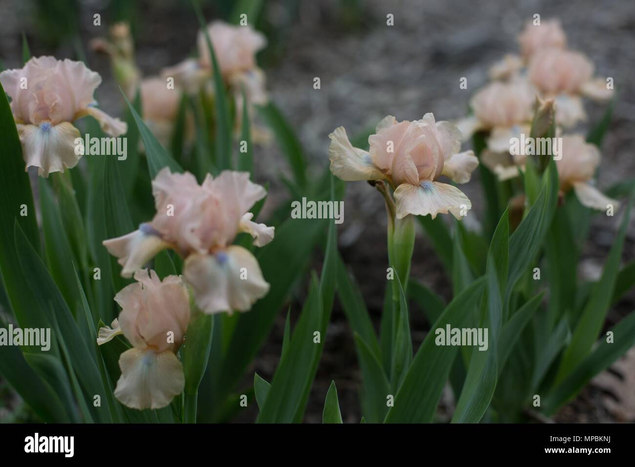 Standard dwarf bearded iris hi-res stock photography and images - Alamy Standard dwarf bearded iris hi-res stock photography and images - Alamy