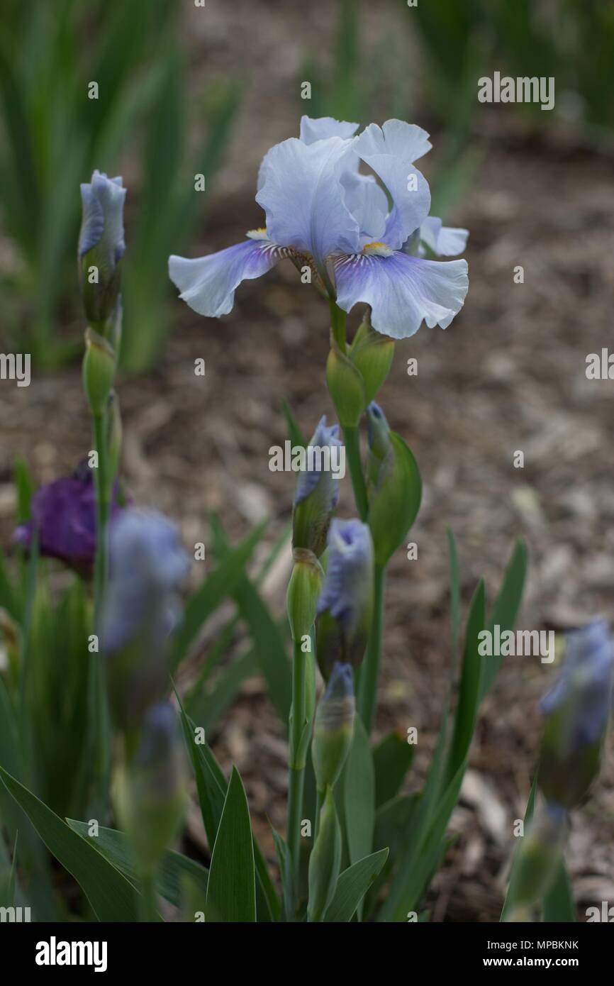 Standard dwarf bearded iris, "Little Episode", at the Minnesota ...
