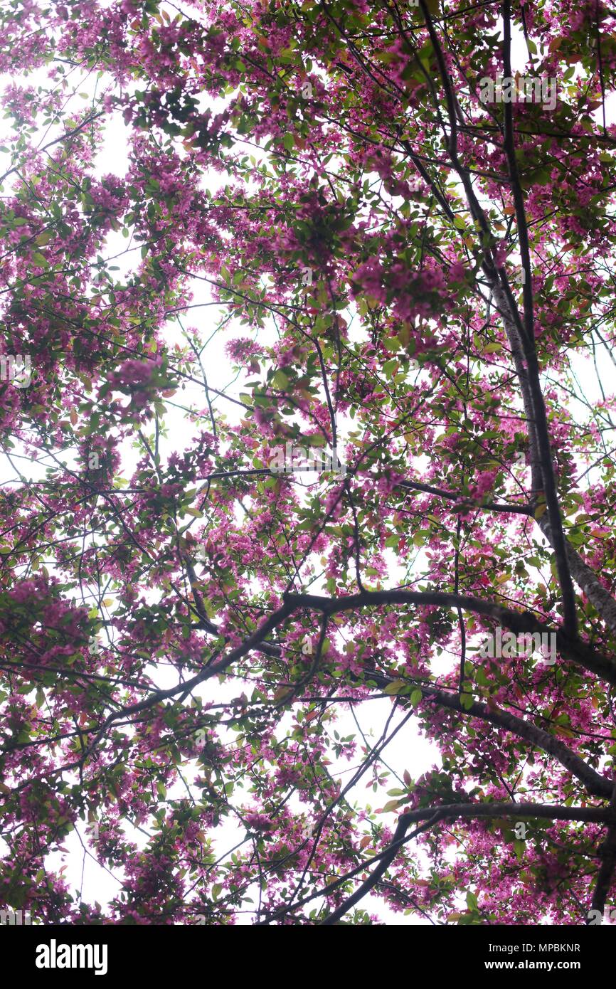 Flowering crabapple trees hi-res stock photography and images - Alamy