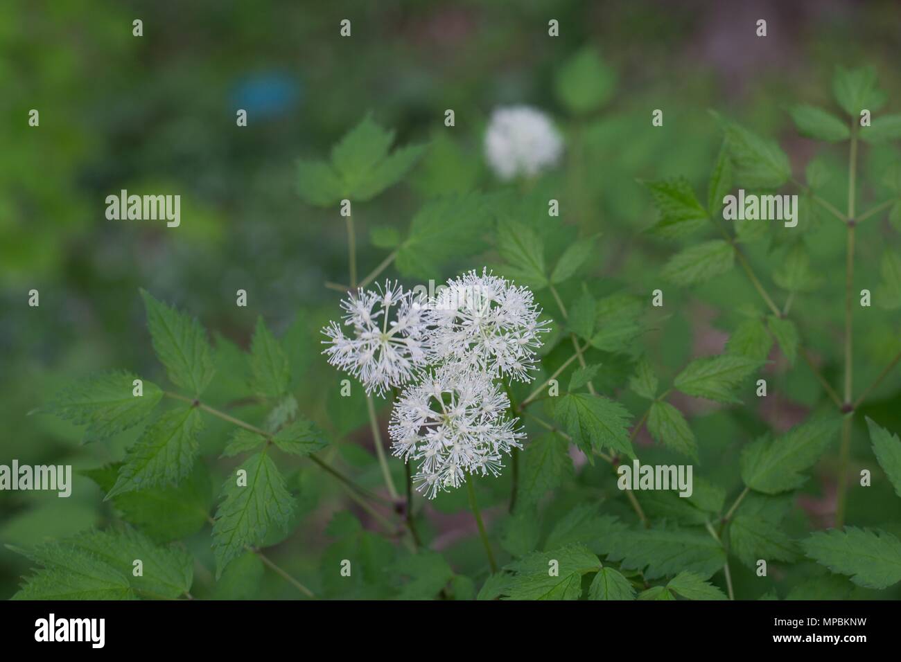 White baneberry hi-res stock photography and images - Alamy
