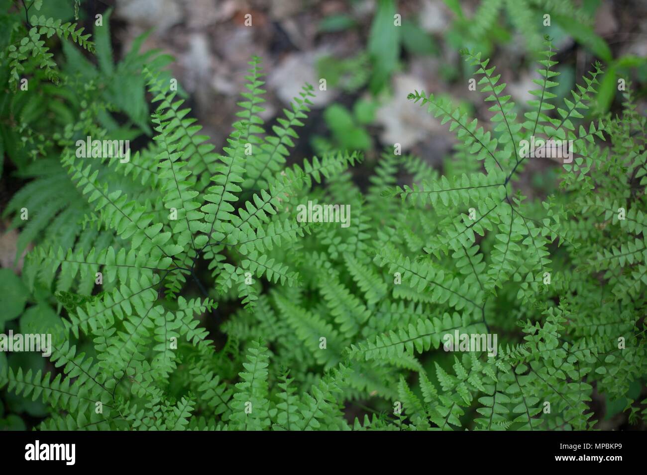 Five fingered fern hi-res stock photography and images - Alamy
