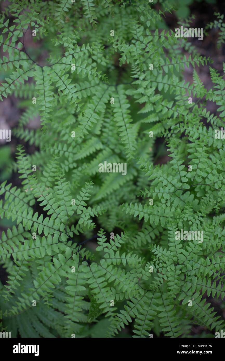 Five fingered fern hi-res stock photography and images - Alamy