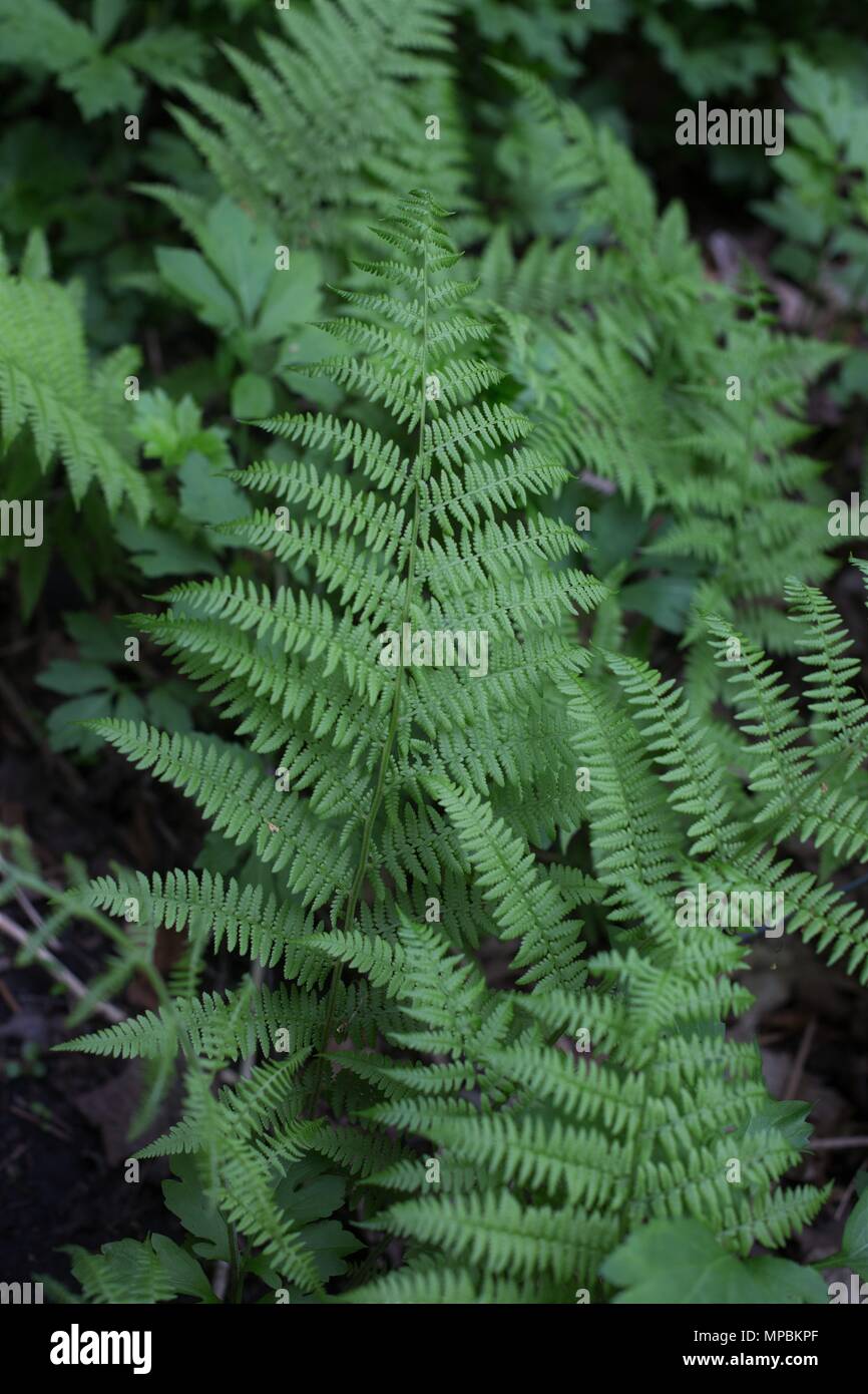 Athyrium filix-femina, or Lady Fern, at the Minnesota Landscape ...
