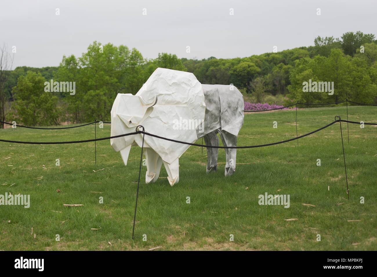White bison hi-res stock photography and images - Alamy