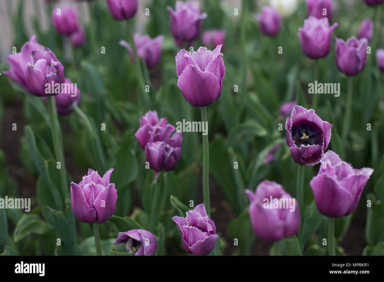 "Louvre" fringed tulips at the Minnesota Landscape Arboretum outside of ...