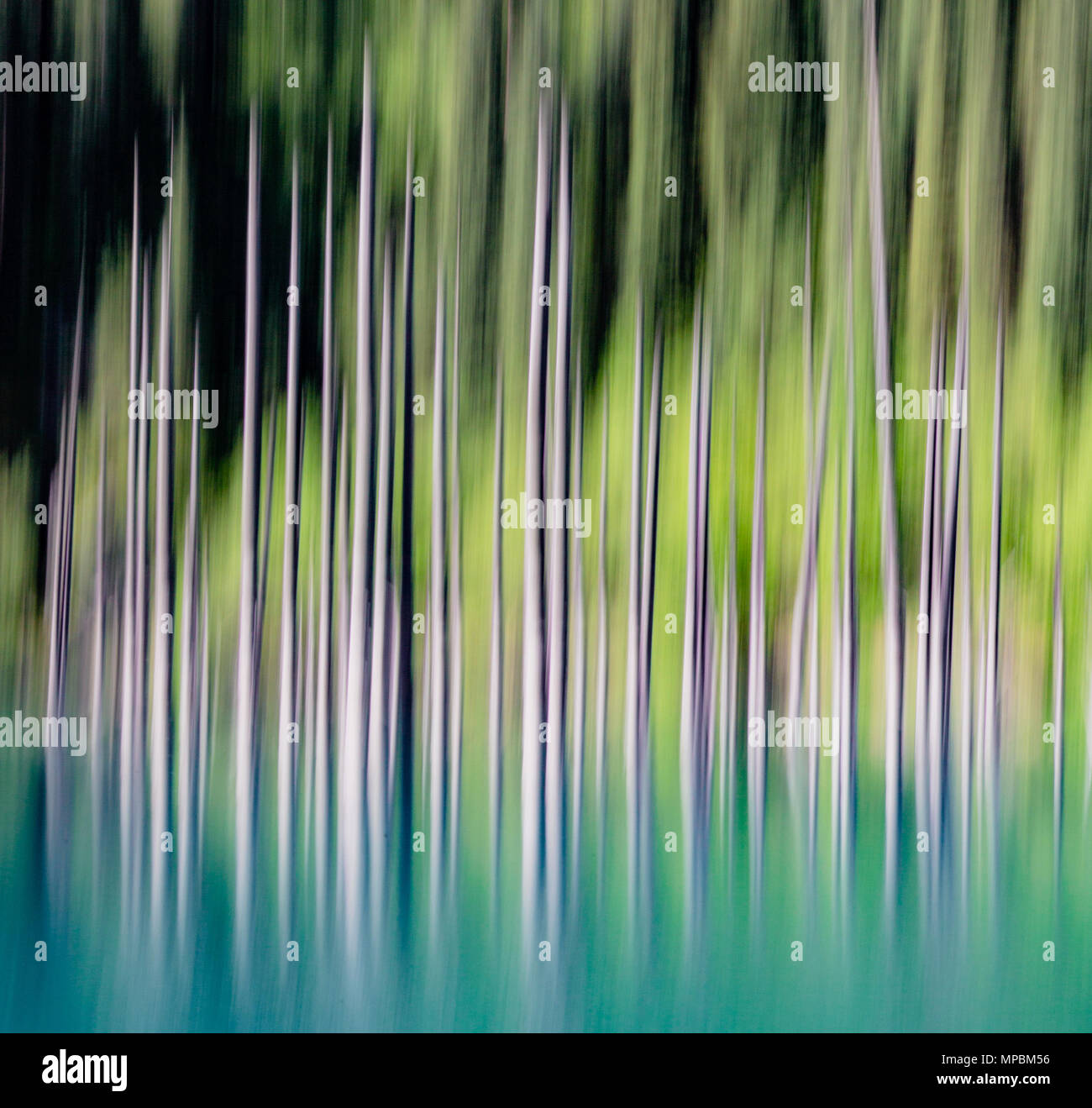 Abstract background of empty trees blurred vertically Stock Photo - Alamy