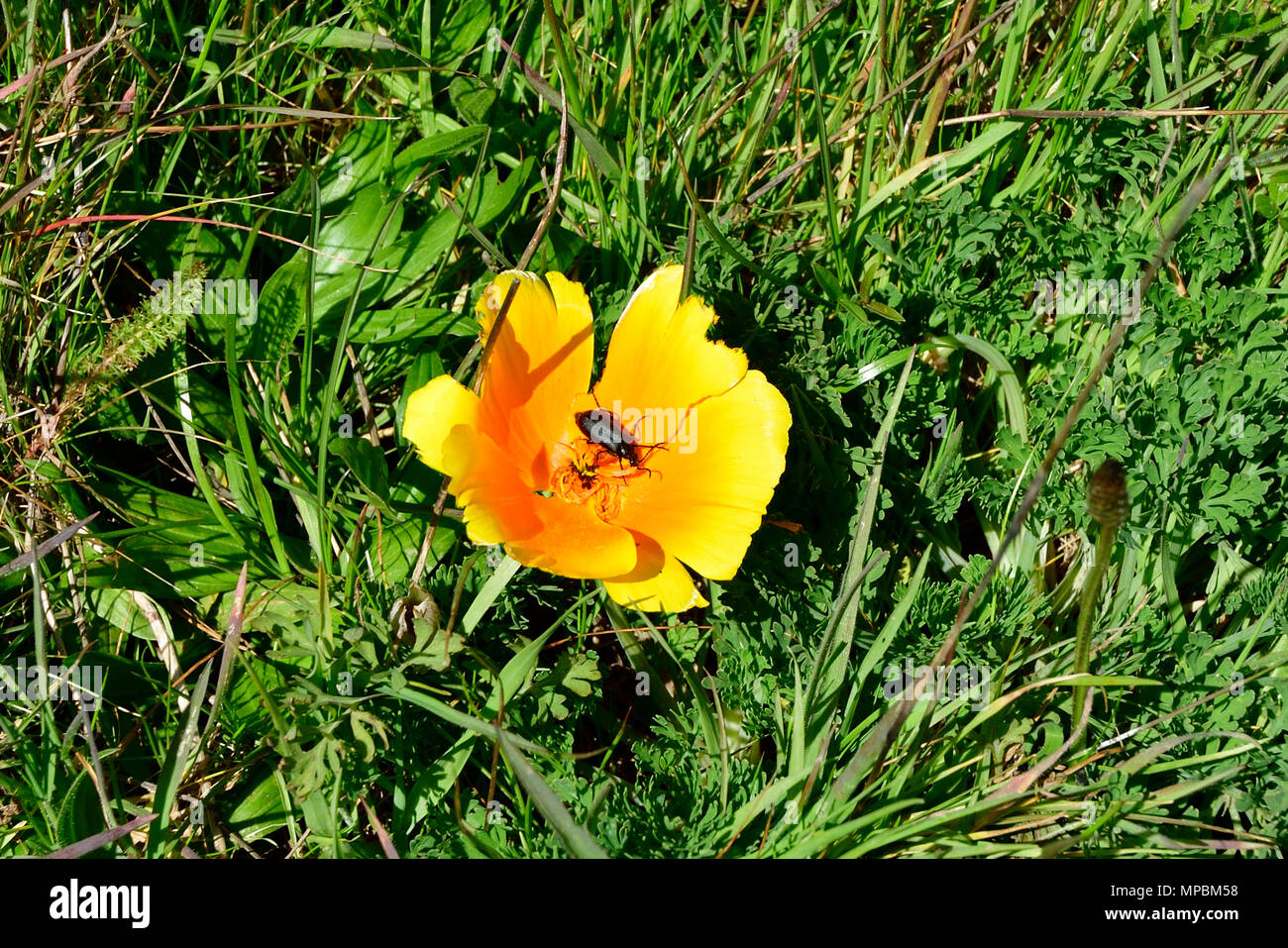 Yellow Wild Flowers with Bee Stock Photo - Alamy