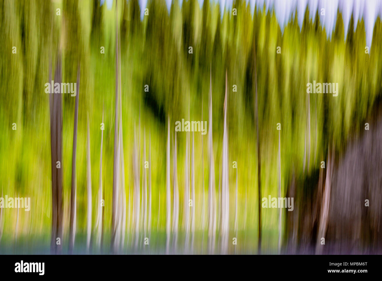 Abstract background of empty trees blurred vertically Stock Photo - Alamy