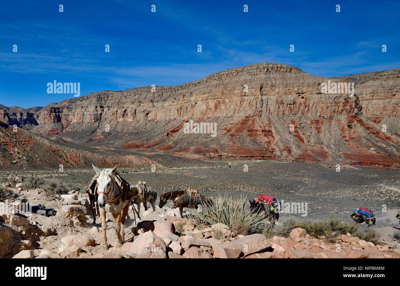 Trail To Supai Stock Photo - Alamy