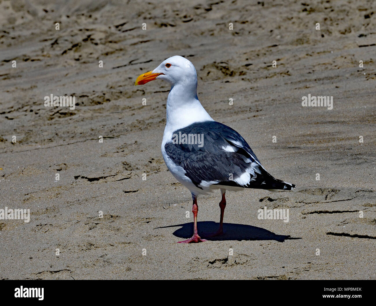 Black and white sea bird hi-res stock photography and images - Alamy