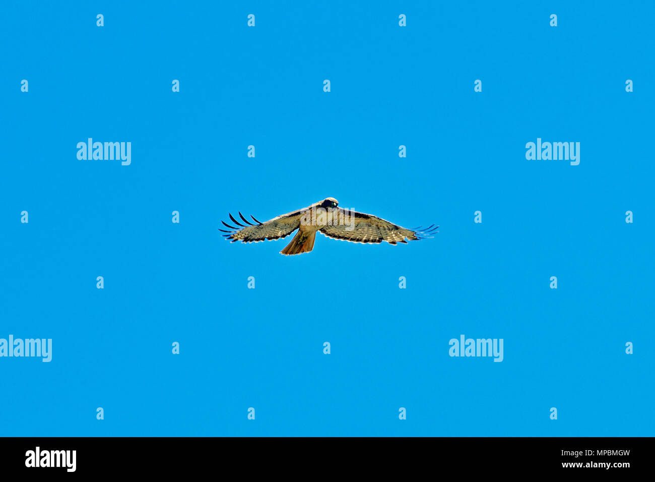 The flying bird prints hi-res stock photography and images - Alamy