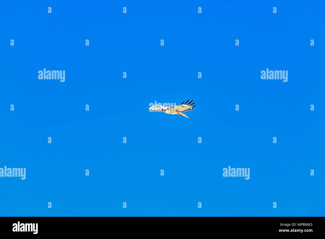 Hovering hawk hi-res stock photography and images - Alamy