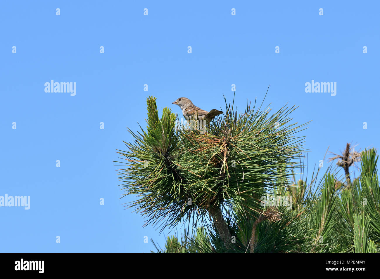 Wildlife on top hi-res stock photography and images - Alamy