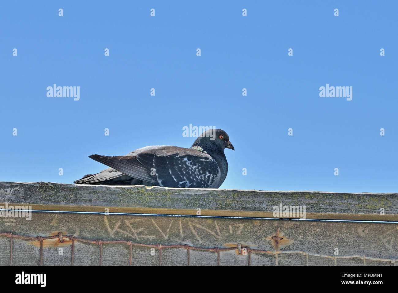 Pigeon log hi-res stock photography and images - Alamy