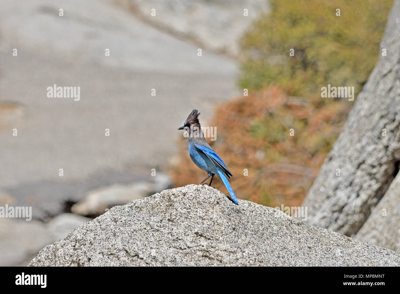 Yosemite stellers blue jay hi-res stock photography and images - Alamy