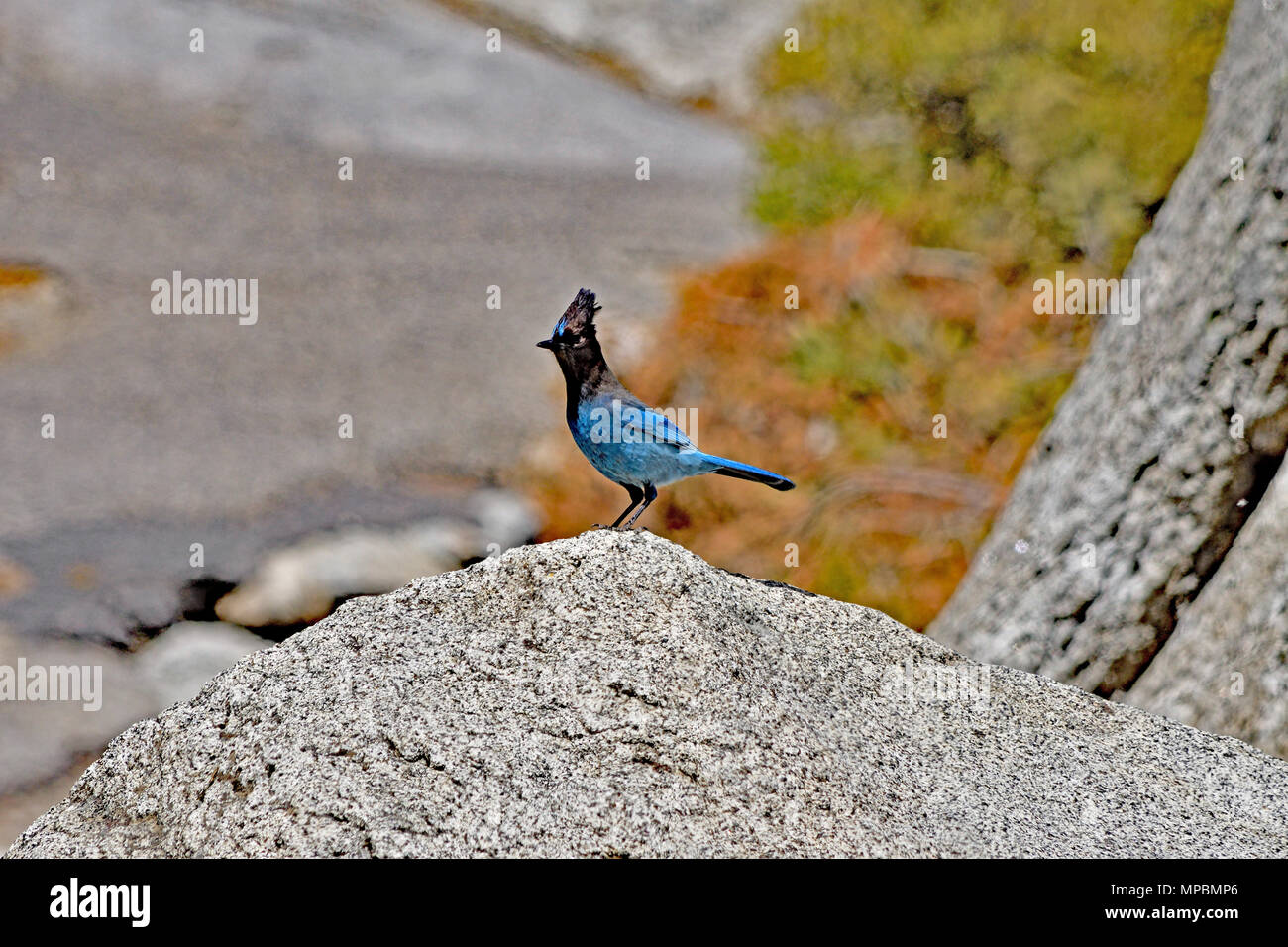 Yosemite stellers blue jay hi-res stock photography and images - Alamy