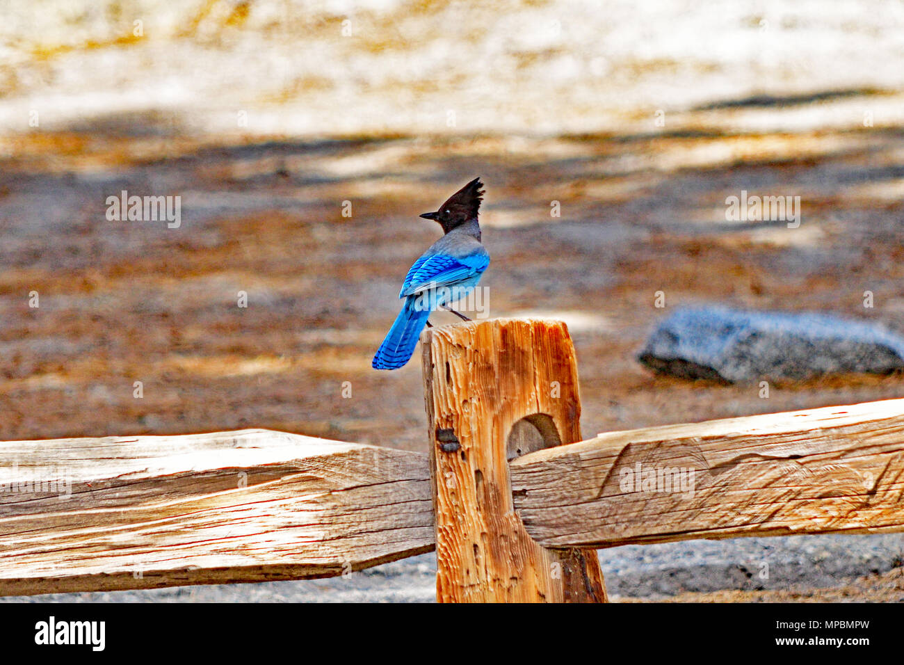 Yosemite stellers blue jay hi-res stock photography and images - Alamy