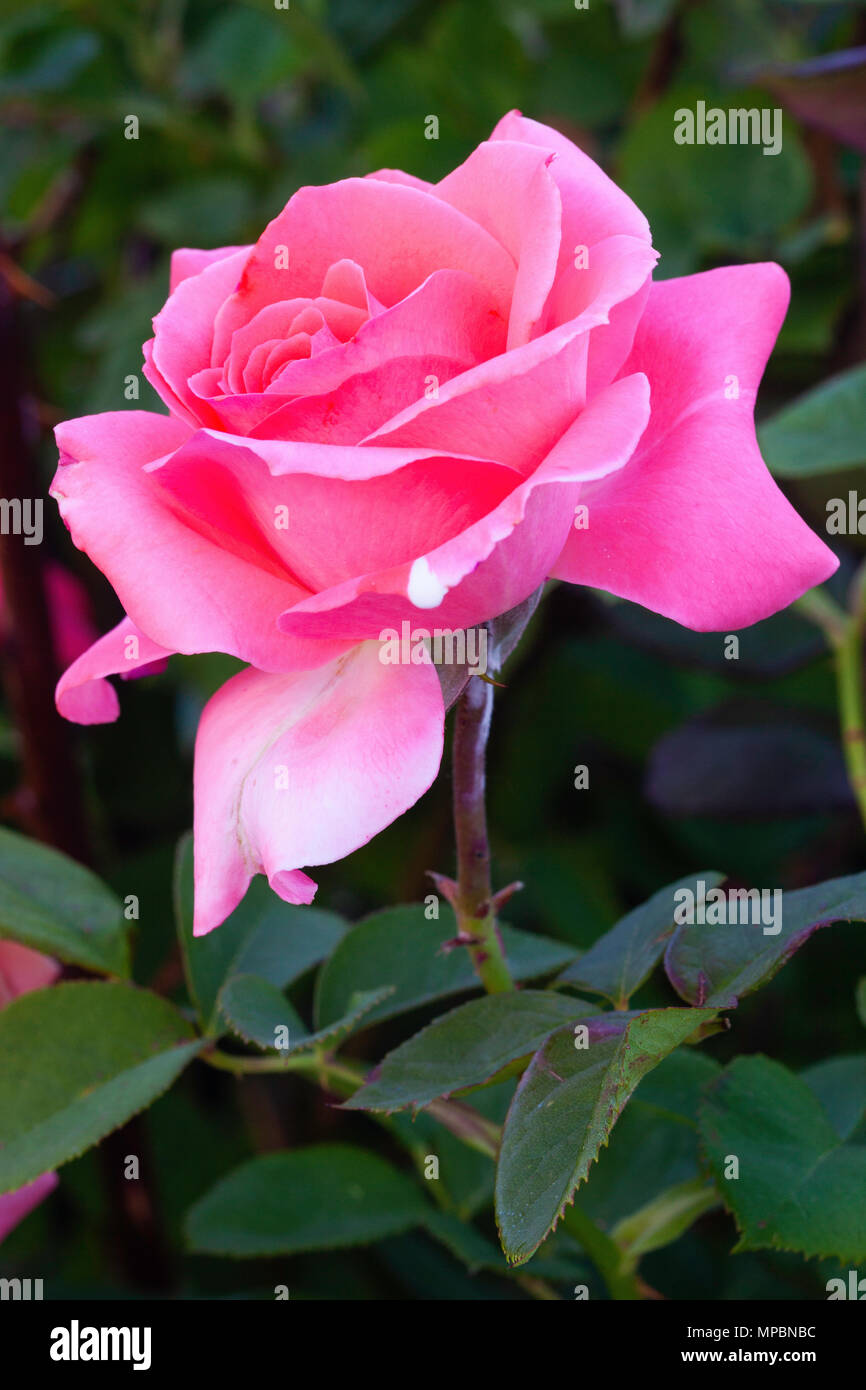 Single pink rose Stock Photo - Alamy