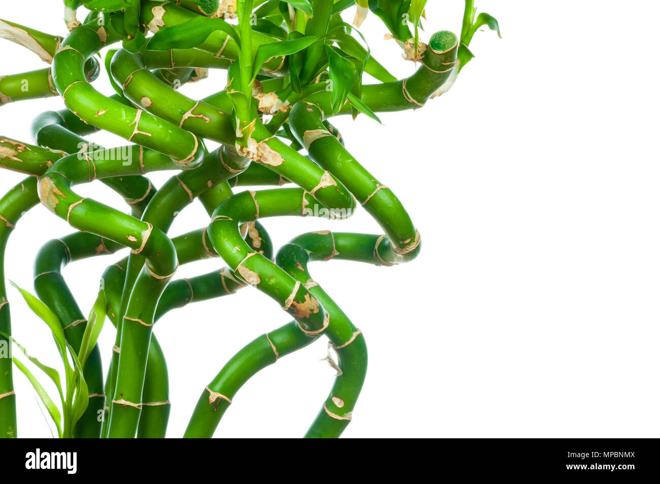 Bamboo isolated on white background Stock Photo - Alamy