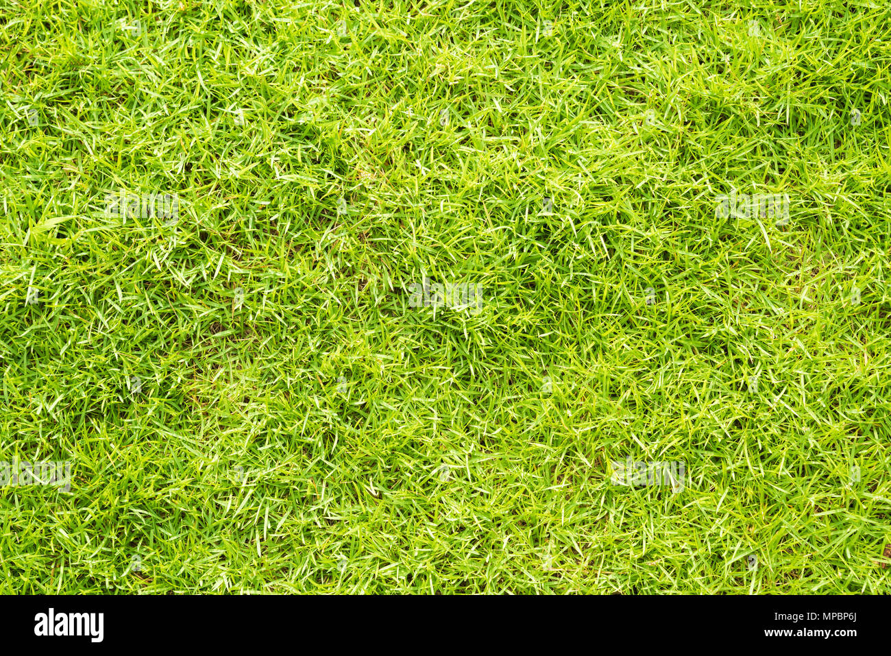 Green grass texture background for spring or summer and World Earth Day ...
