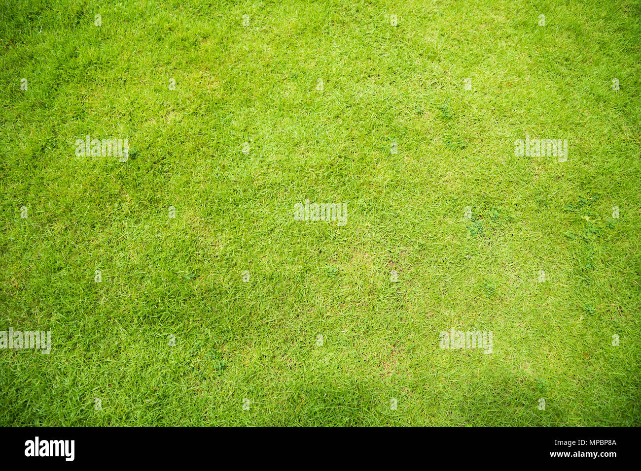Green grass texture background for spring or summer and World Earth Day ...