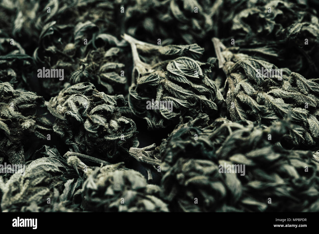 Dried marijuana hi-res stock photography and images - Alamy
