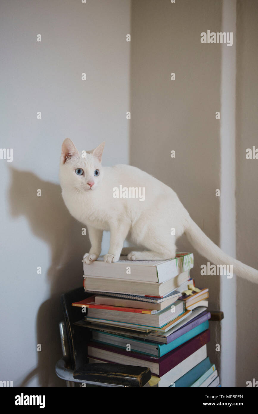 Cat book stack hi-res stock photography and images - Alamy