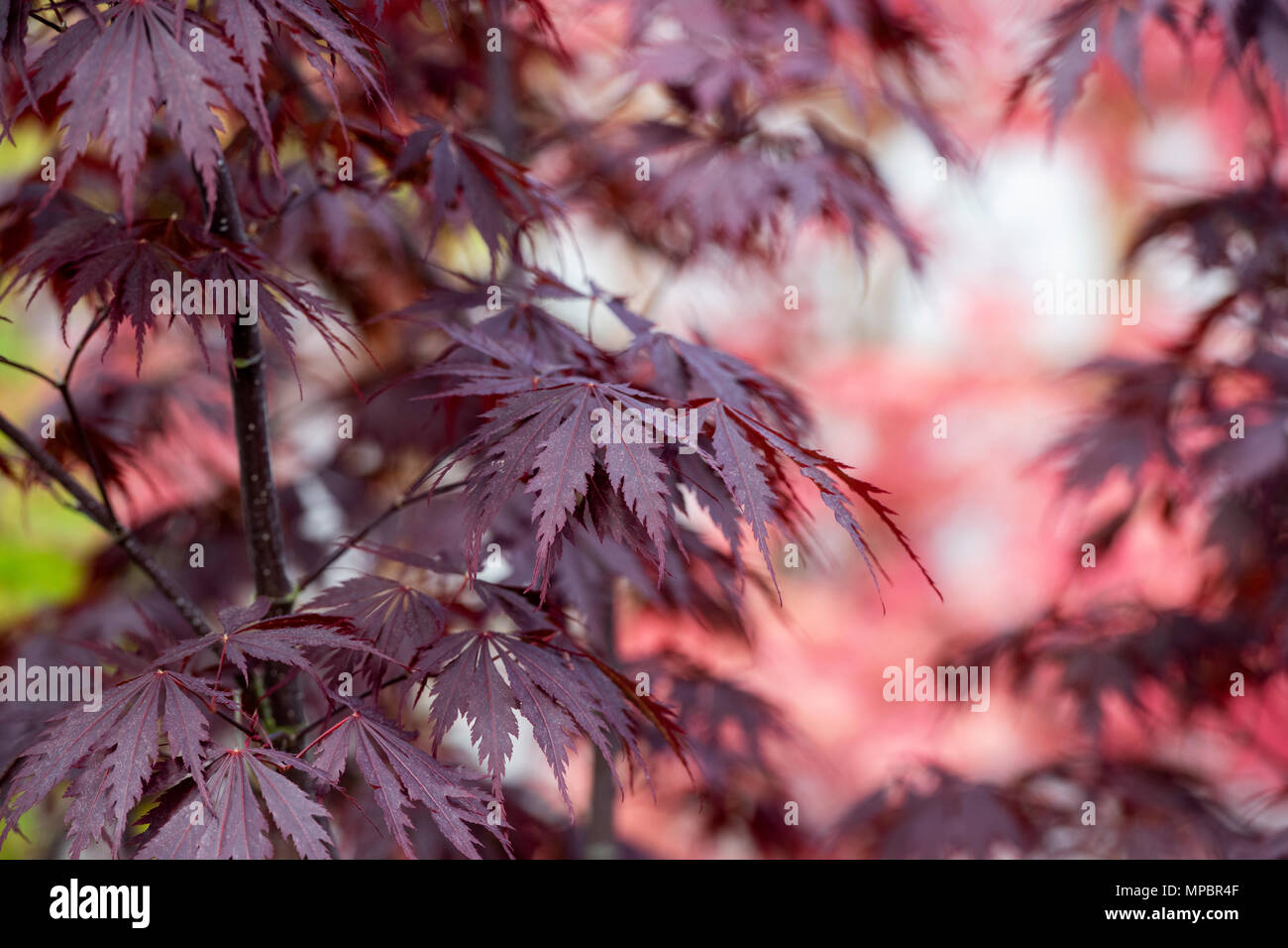 Acer palmatum ‘Black lace’. Japanese maple ‘Black lace’ tree leaves in ...