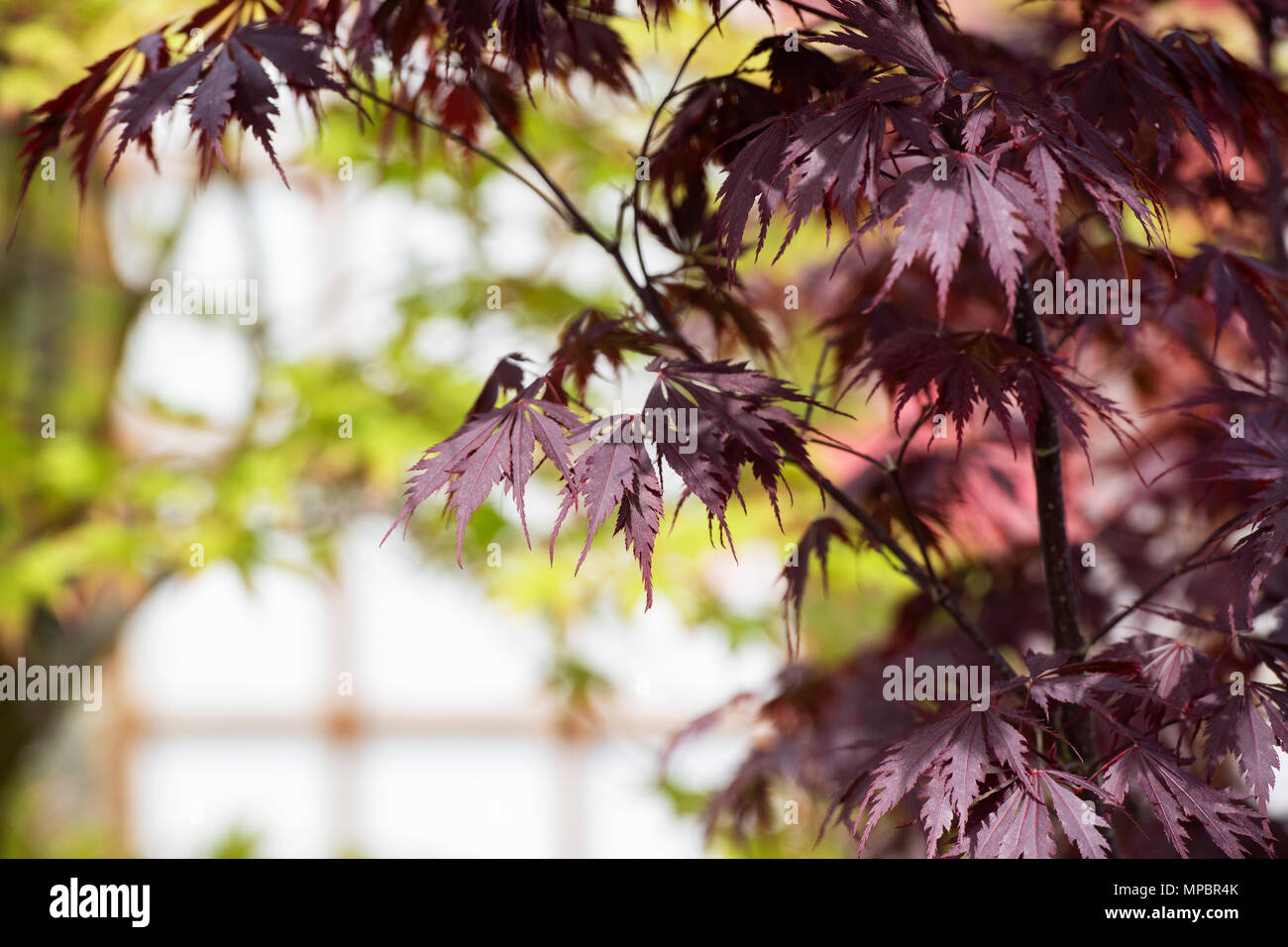 Acer palmatum ‘Black lace’. Japanese maple ‘Black lace’ tree leaves in ...