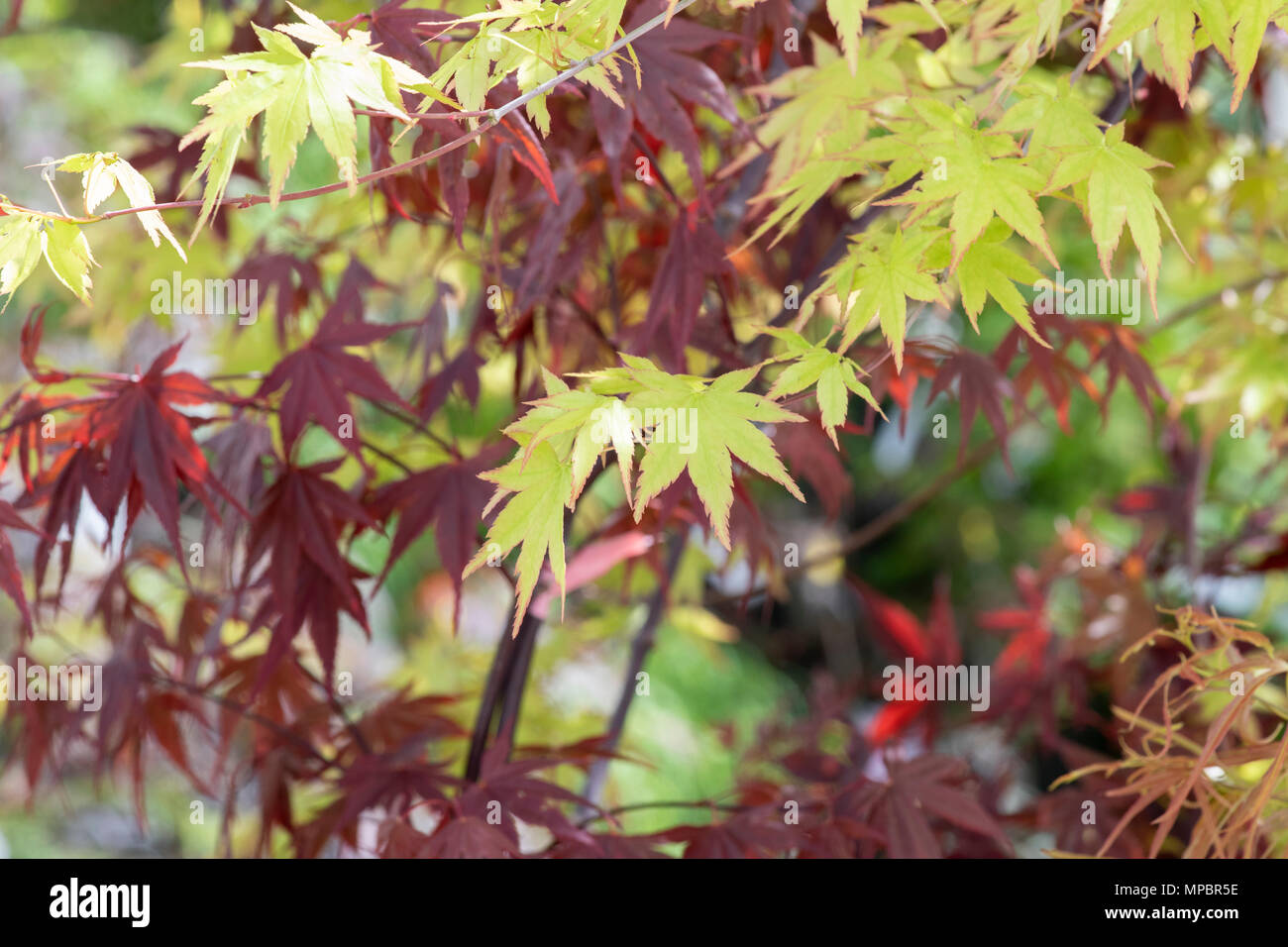 Acer palmatum tree hi-res stock photography and images - Alamy