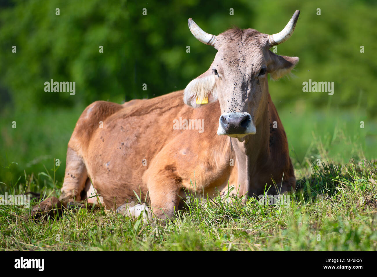 Cow with big horns hi-res stock photography and images - Alamy