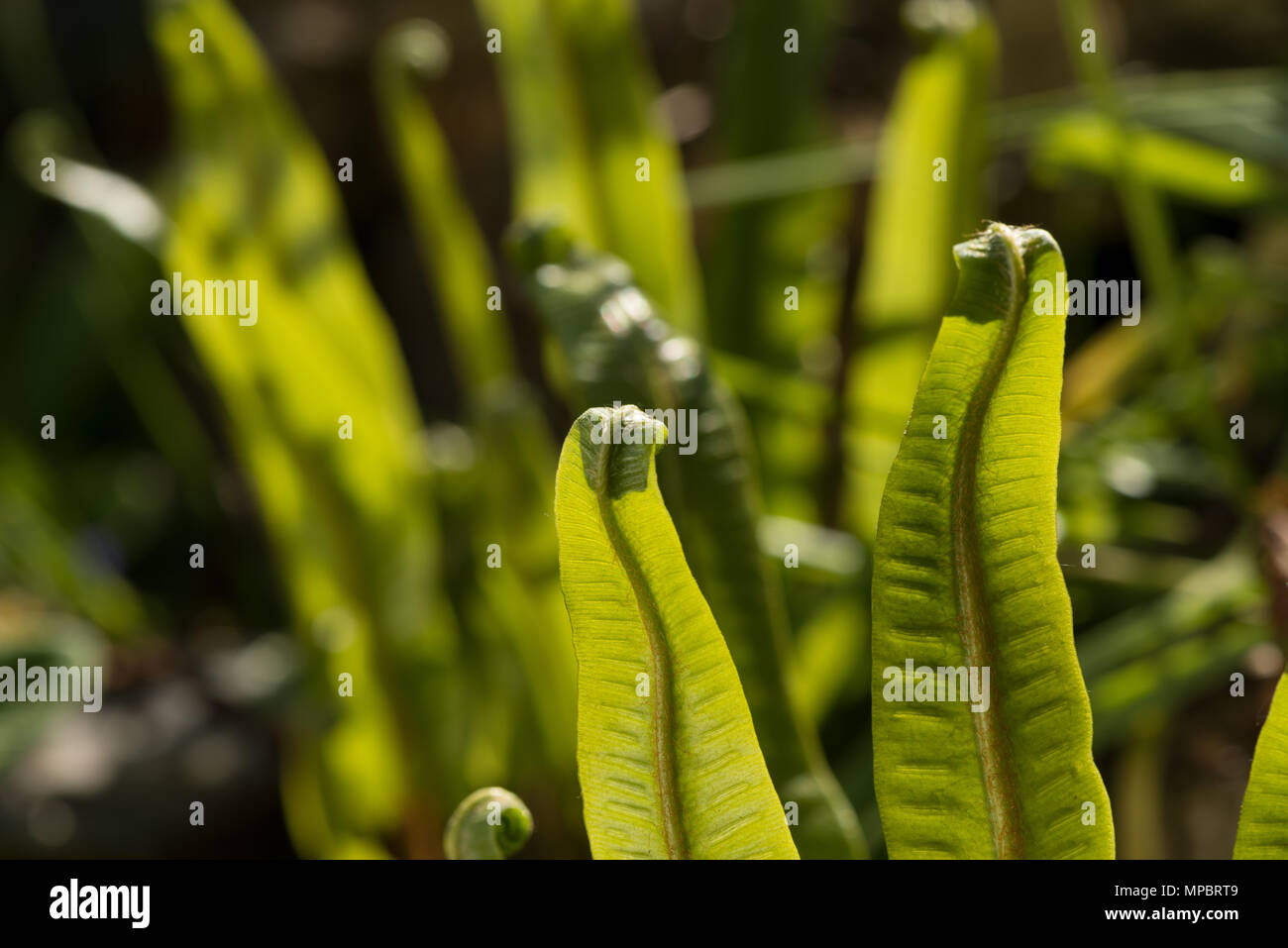 Wild hart's-tongue fern Asplenium scolopendrium frond backlit revealing ...