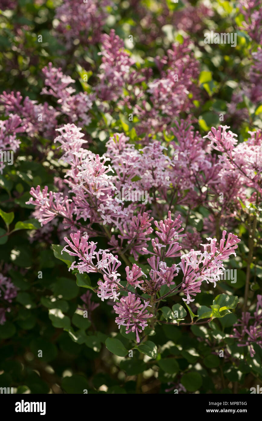 Delicate fresh blossom of miniature lilac tree, Syringa microphylla ...