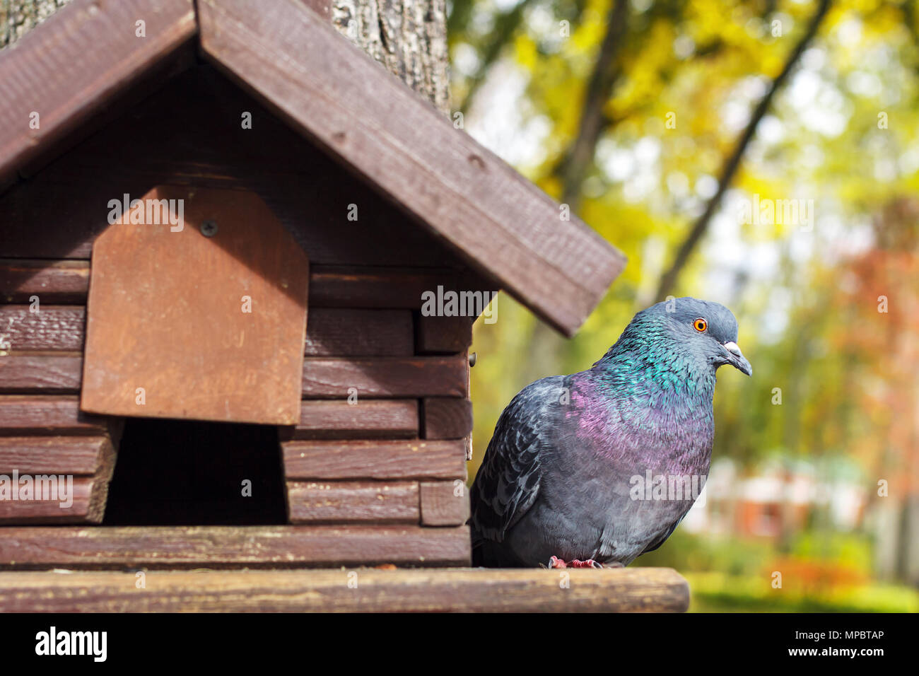 Simple hanging birdhouse hi-res stock photography and images - Alamy