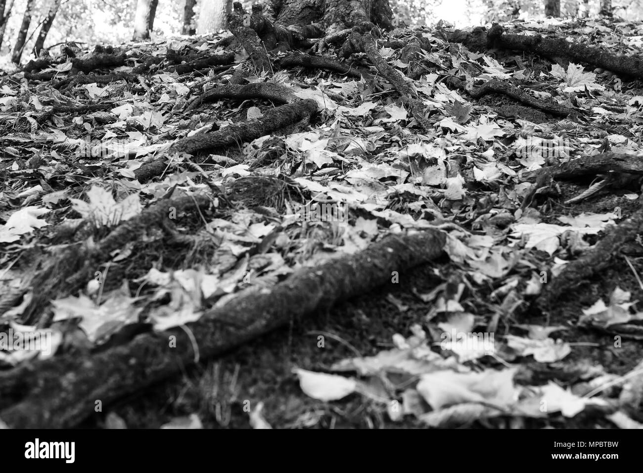 The textured roots of a tree against a background of fallen leaves ...