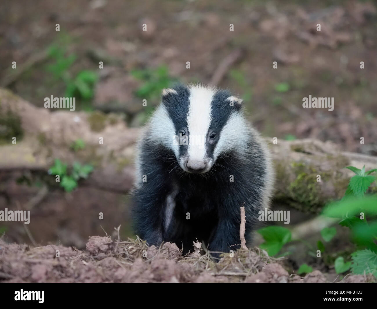 European badger, Meles meles, single cub at sett, Warwickshire, May ...