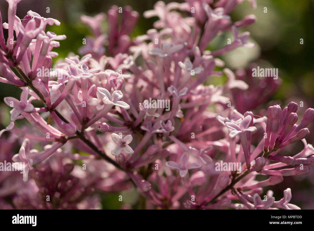 Delicate fresh blossom of miniature lilac tree, Syringa microphylla ...