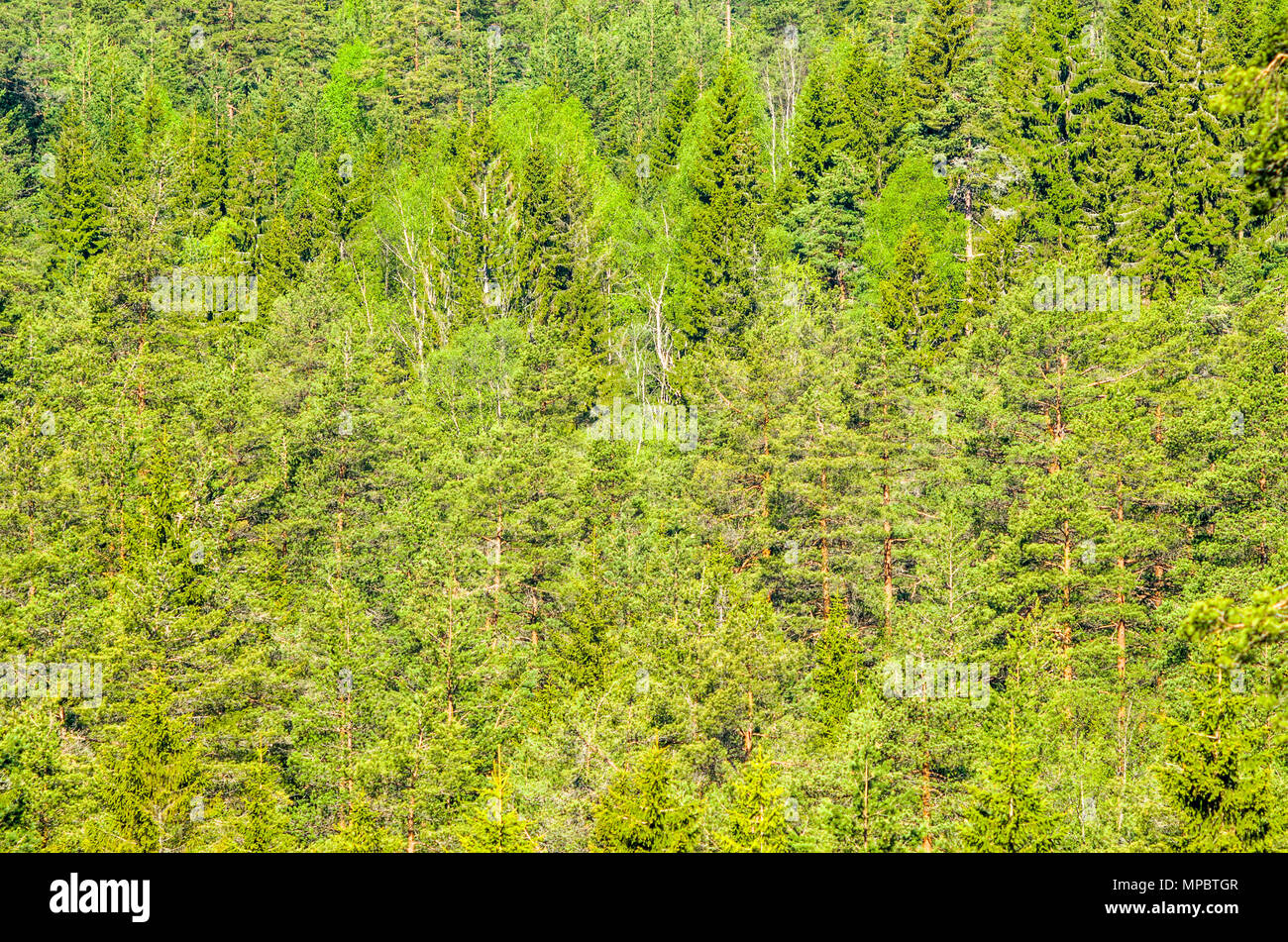 Norwegian spring hi-res stock photography and images - Alamy