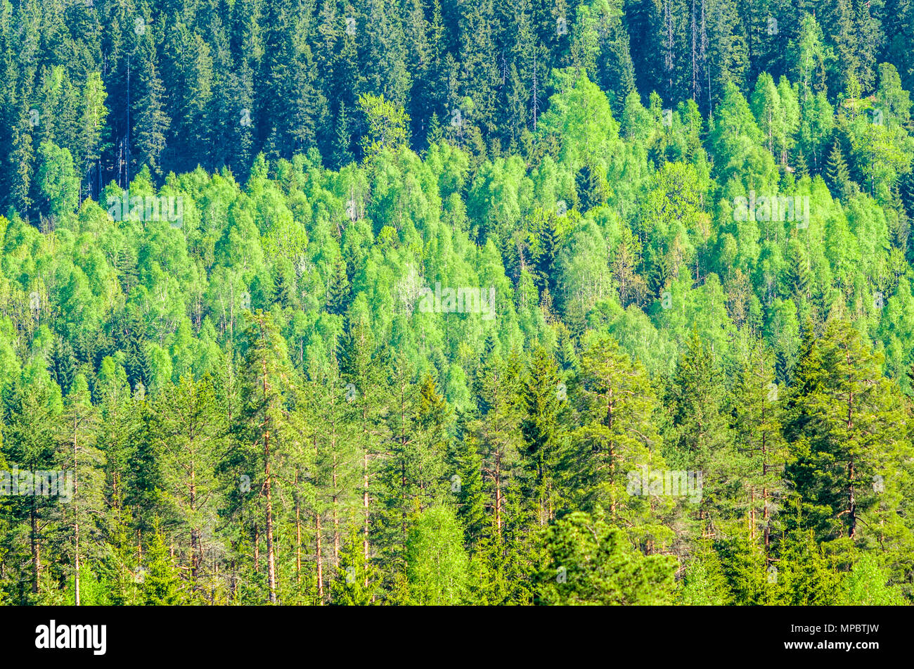 Norwegian spring hi-res stock photography and images - Alamy