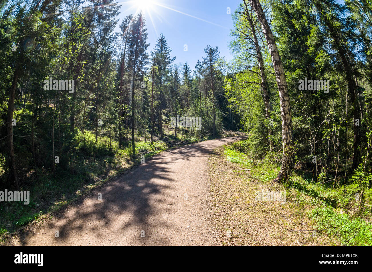 Muddy forest road hi-res stock photography and images - Alamy