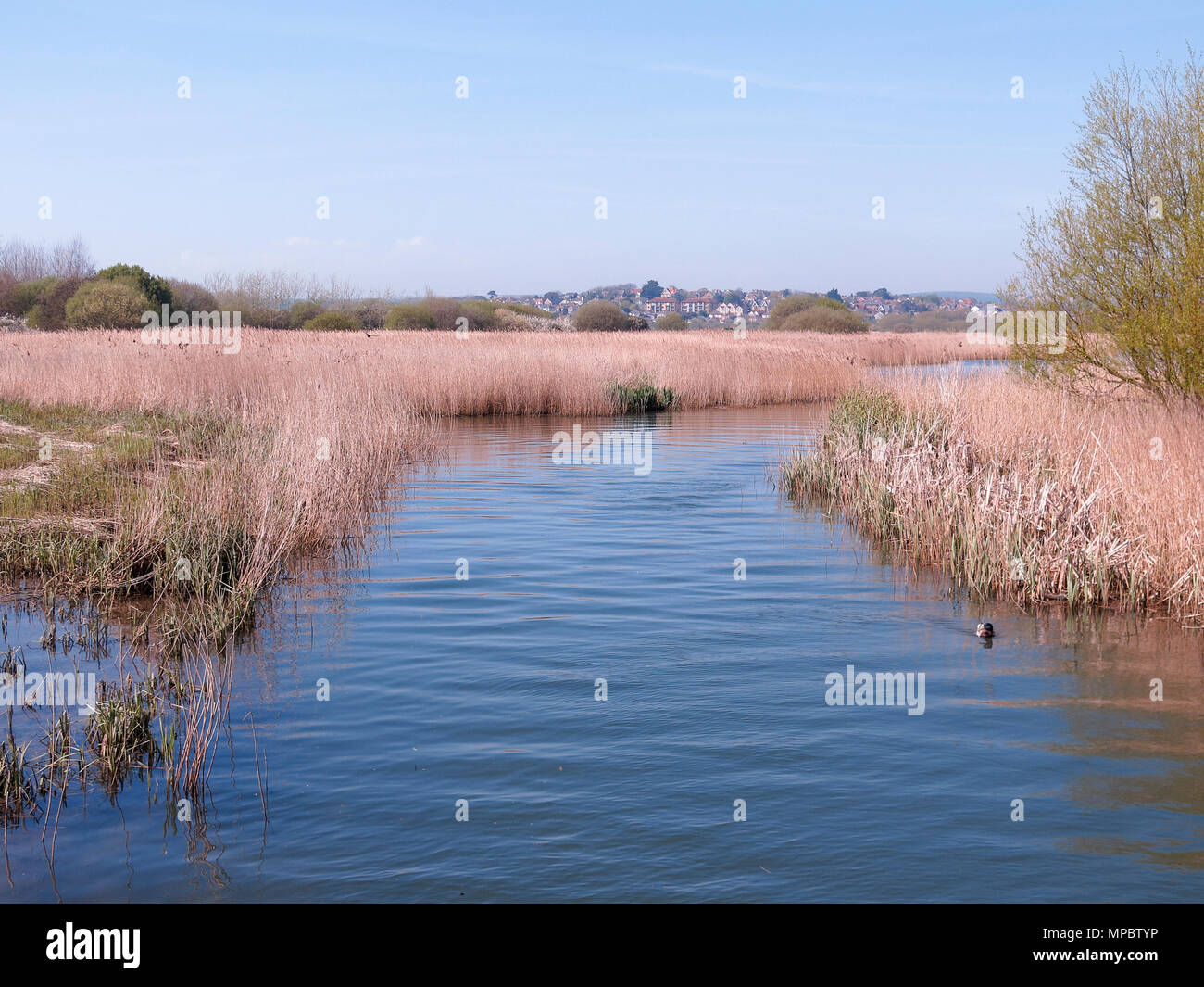 Radipole lake hi-res stock photography and images - Alamy