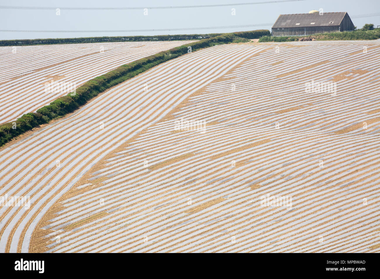 Maize Crop Plastic High Resolution Stock Photography and Images - Alamy