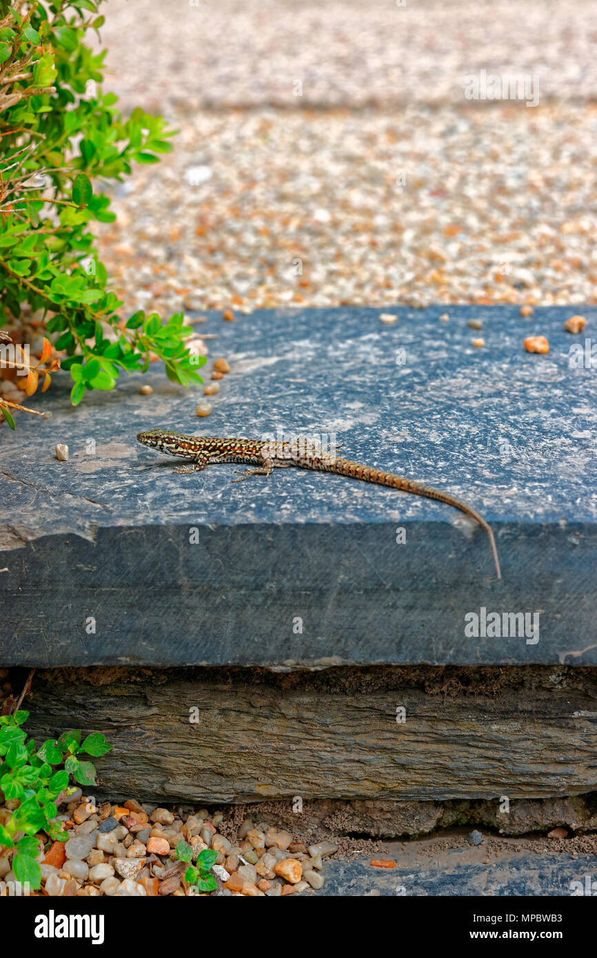Small gecko lizard lying on the stone in a sunny day Stock Photo - Alamy