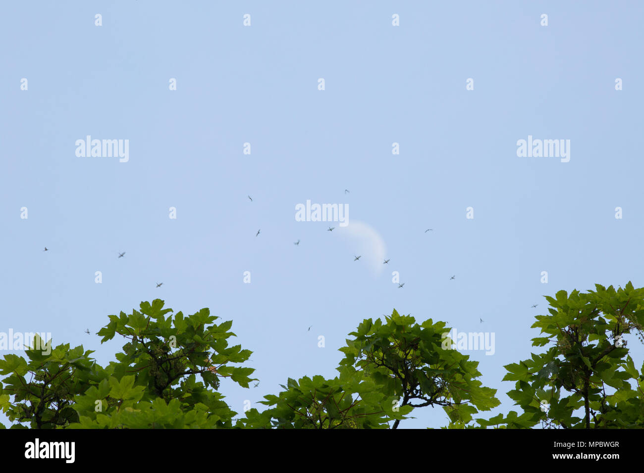 A hatch of mayflies dancing against a half moon. When mayflies, order ...