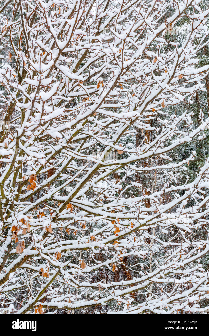 A pattern of tree branches covered with snow. Winter landscape as ...