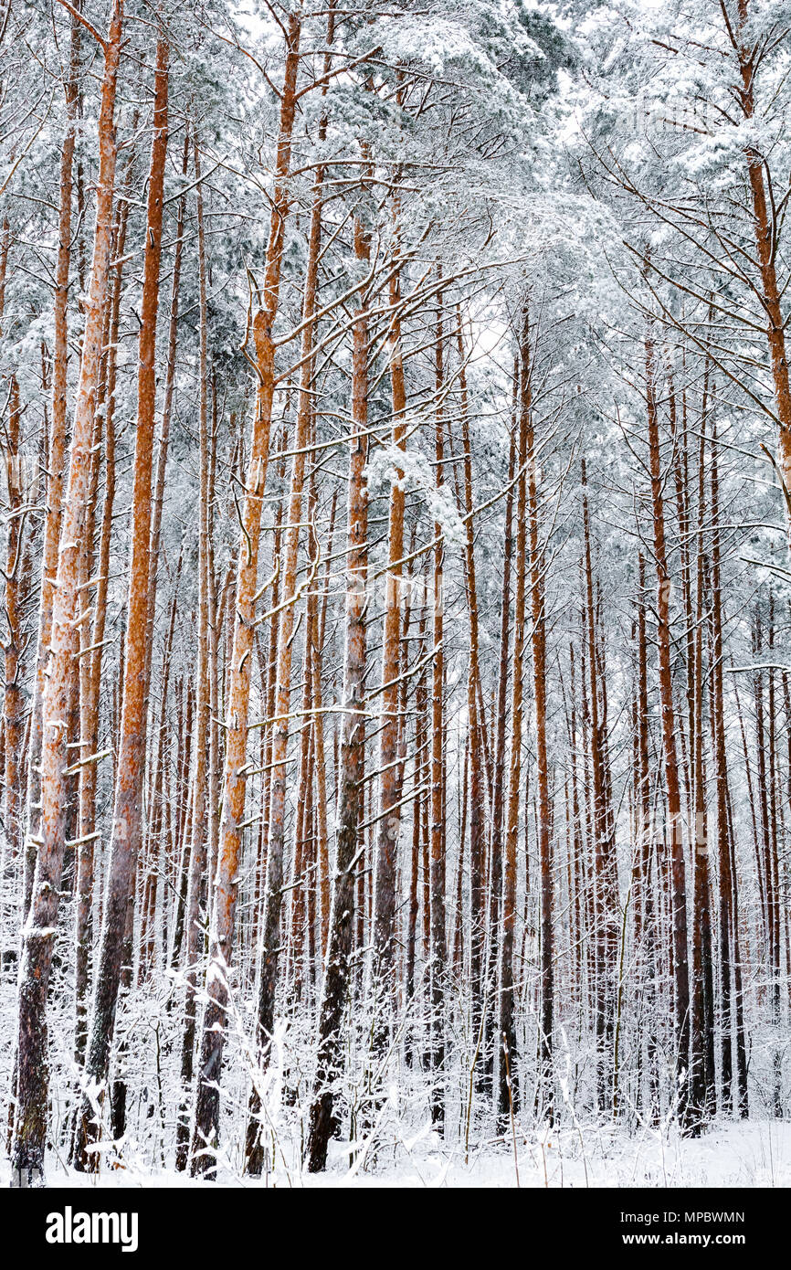 pine forest in winter. Pines in the snow. Winter landscape. Vertical ...