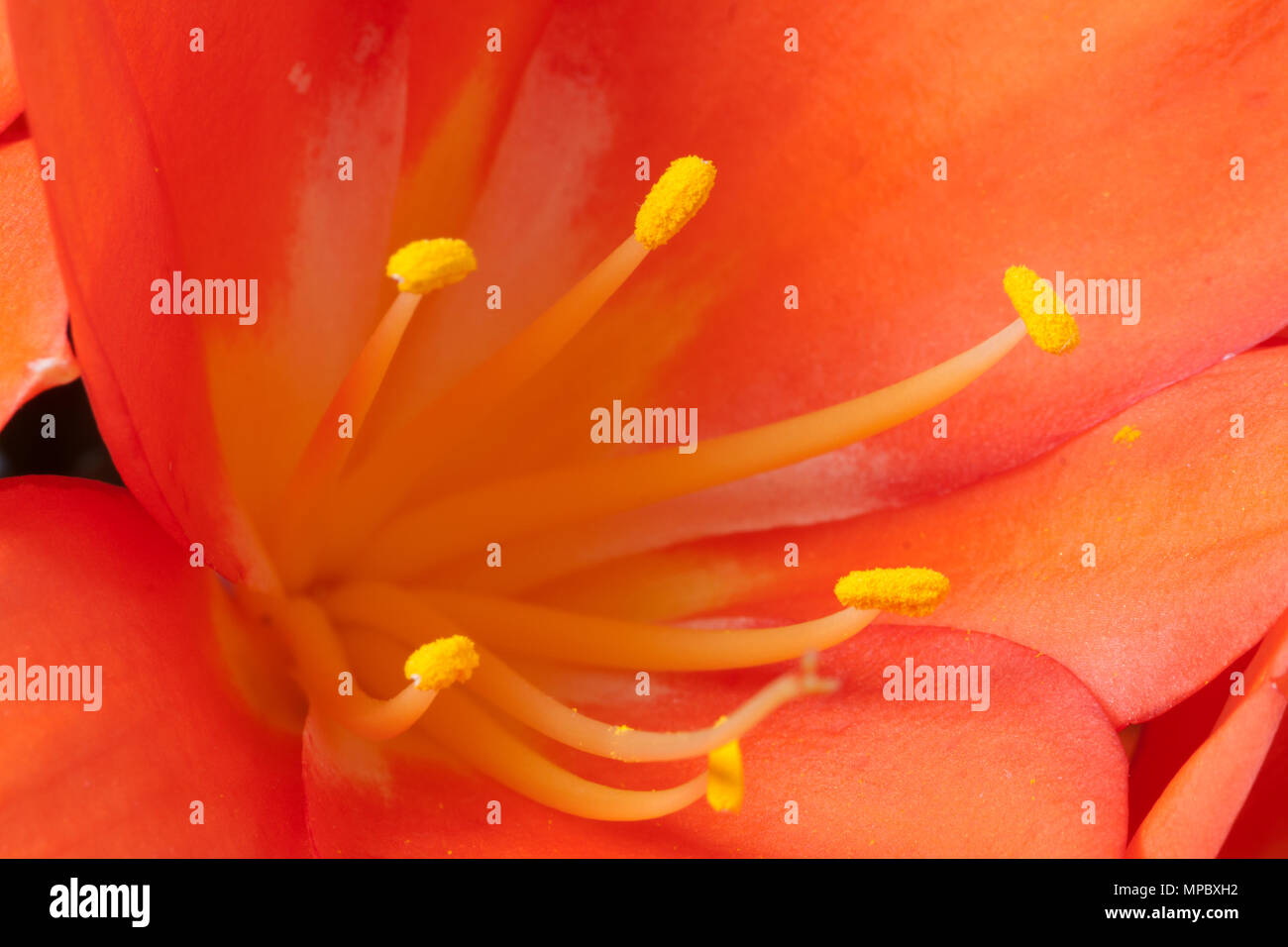 St joseph lily hi-res stock photography and images - Alamy