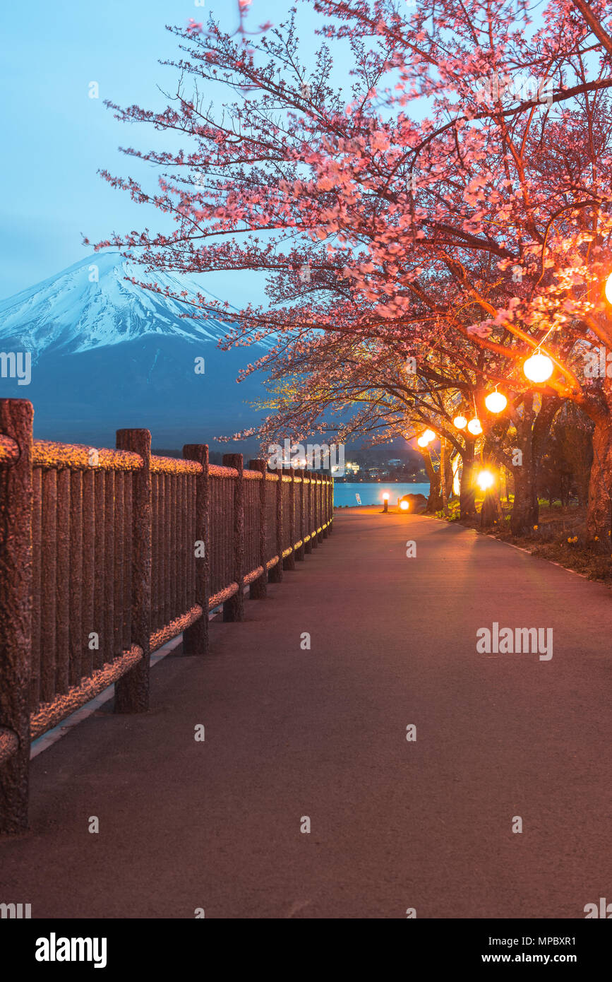 Cherry blossom way with mount Fuji background Stock Photo - Alamy
