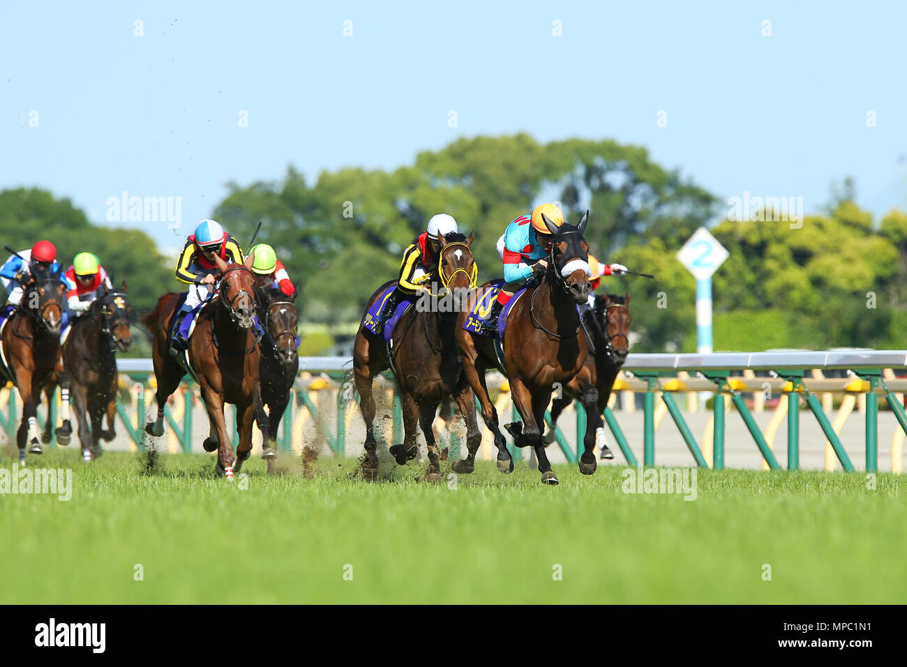 Uchida lily hi-res stock photography and images - Alamy