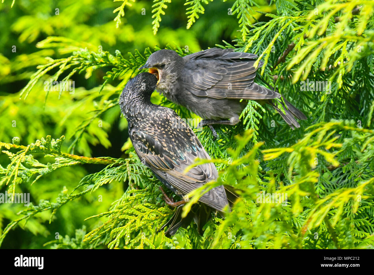 Baby starling uk hi-res stock photography and images - Alamy